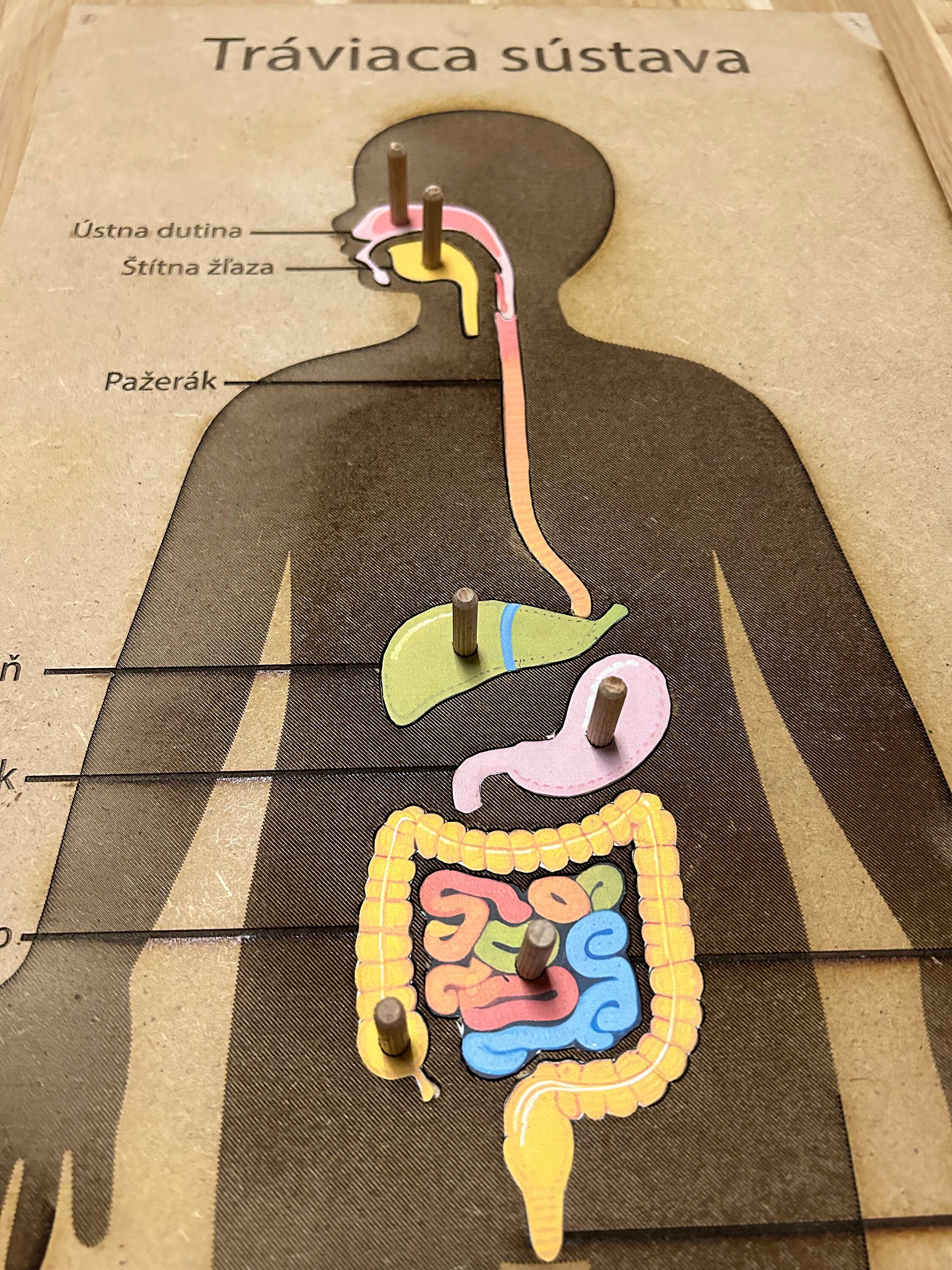 Digestive System Laser Cut File, Human Body, Laser Cur, Human Organs ...