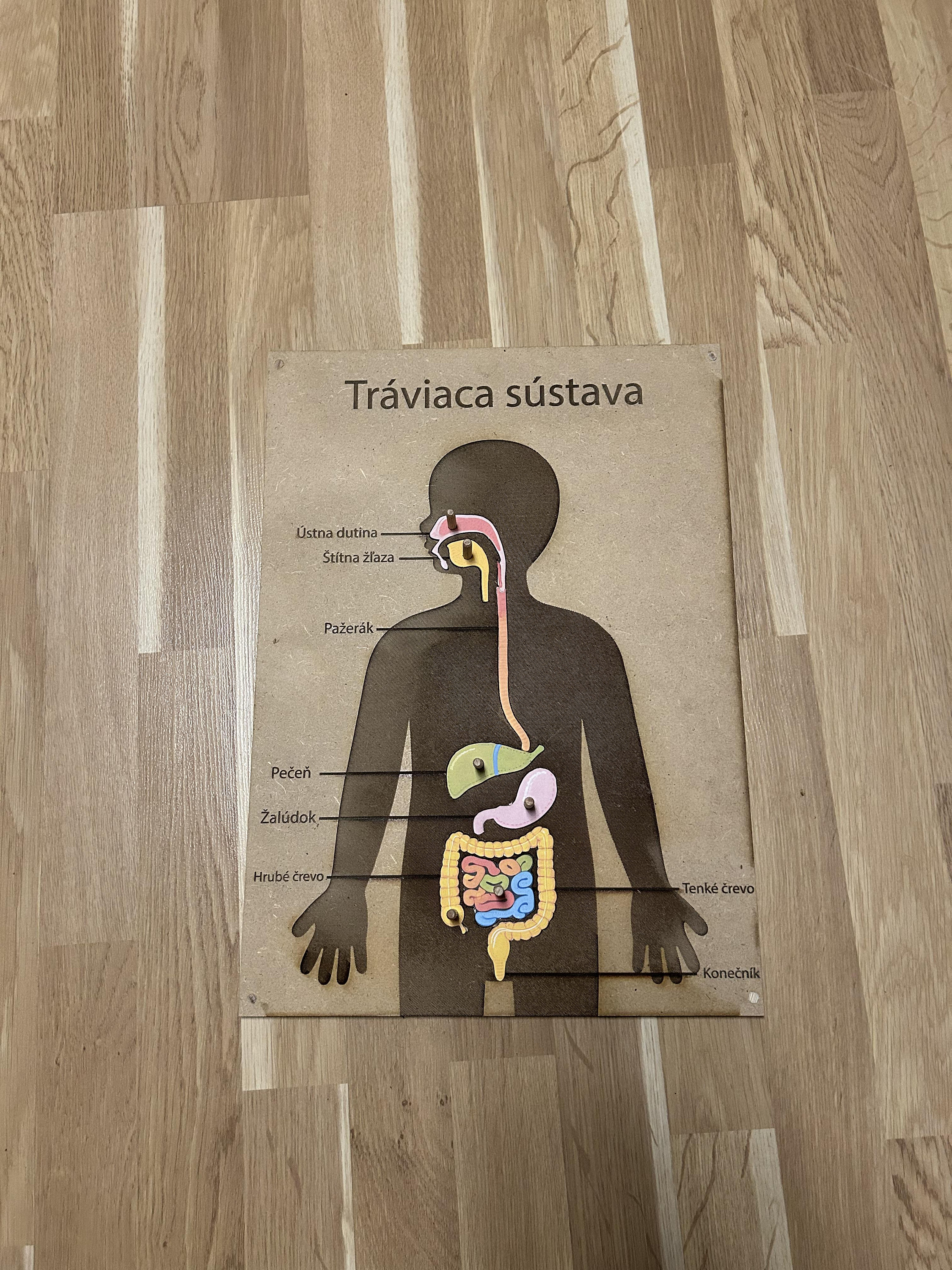 Digestive System Laser Cut File, Human Body, Laser Cur, Human Organs ...