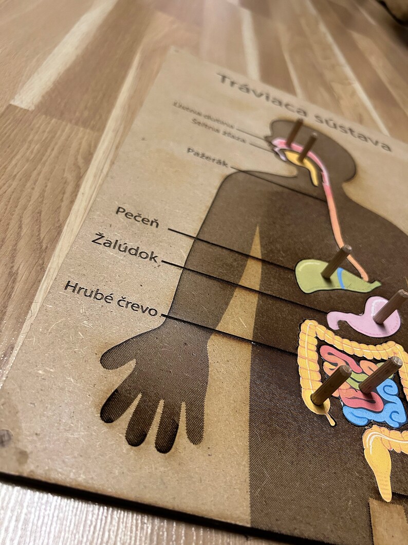 Digestive System Laser Cut File, Human Body, Laser Cur, Human Organs ...