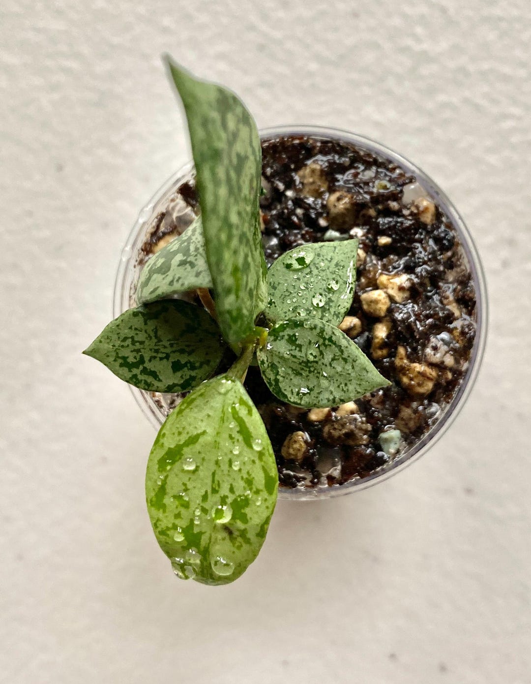 Hoya Lacunosa Leopard Skin Rooted Cutting Rare Small Leaf Hoya ...