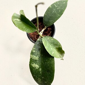 Hoya Polypus Pink Flower With Splash Rooted Plant Rare Hoya Collector's ...