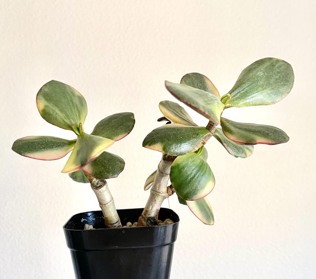 Crassula Arborescens Bluebird Variegated Established Plant Very Rare ...