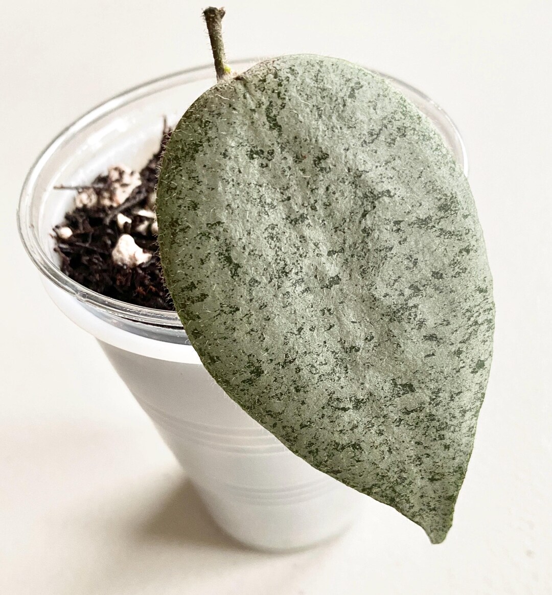 Rare Hoya Caudata Argene - Lightly Rooted Cutting - Collector's Item - Etsy