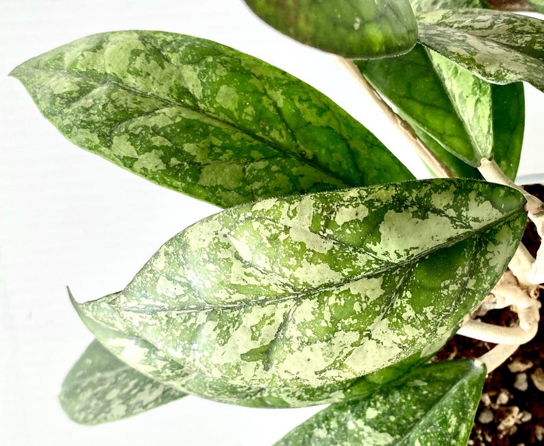 Hoya Blessing Super Splash - Lightly Rooted Cutting - Collector’s Item ...