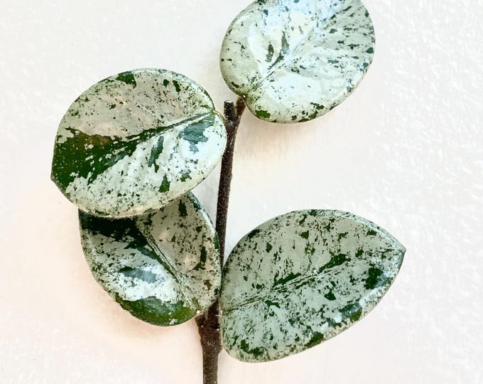 Hoya Mathilde Super Silver Splash Unrooted Two Node Cutting Rare Small ...