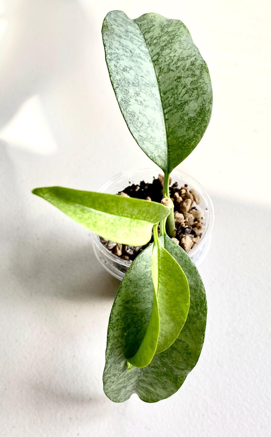 Hoya Multiflora Wonderphil Rooted Cutting Actively Growing Hoya ...