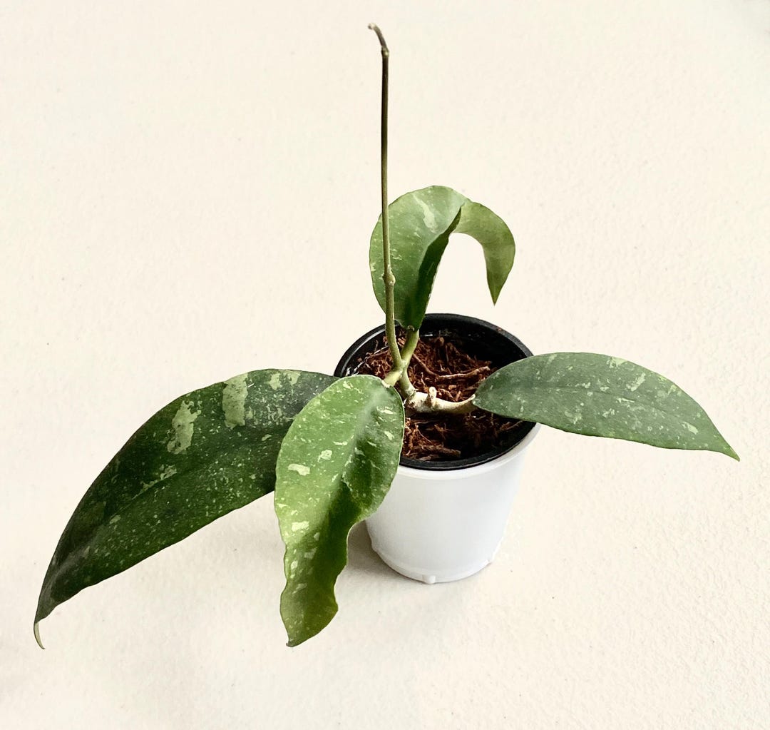 Hoya Polypus Pink Flower With Splash Rooted Plant Rare Hoya Collector's ...