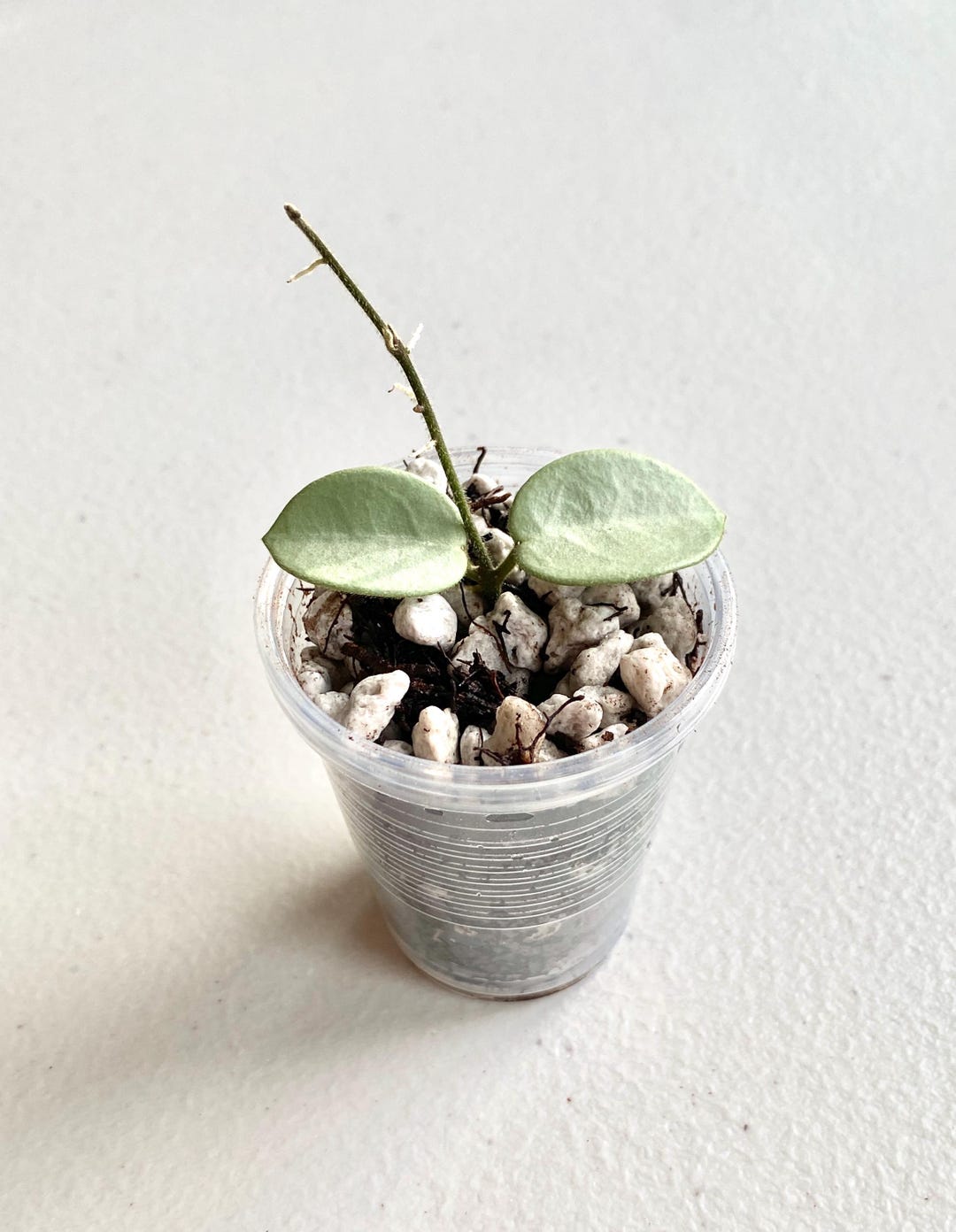 Hoya Mathilde Grey Fairy - Lightly Rooted Top Cutting - Collector's ...