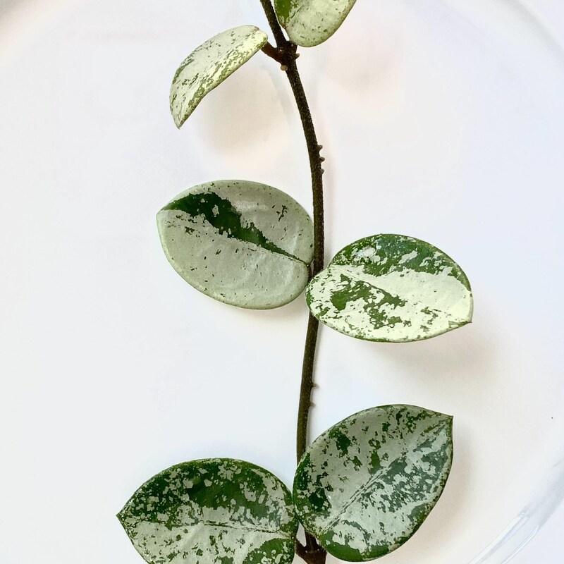 Hoya Mathilde - Etsy