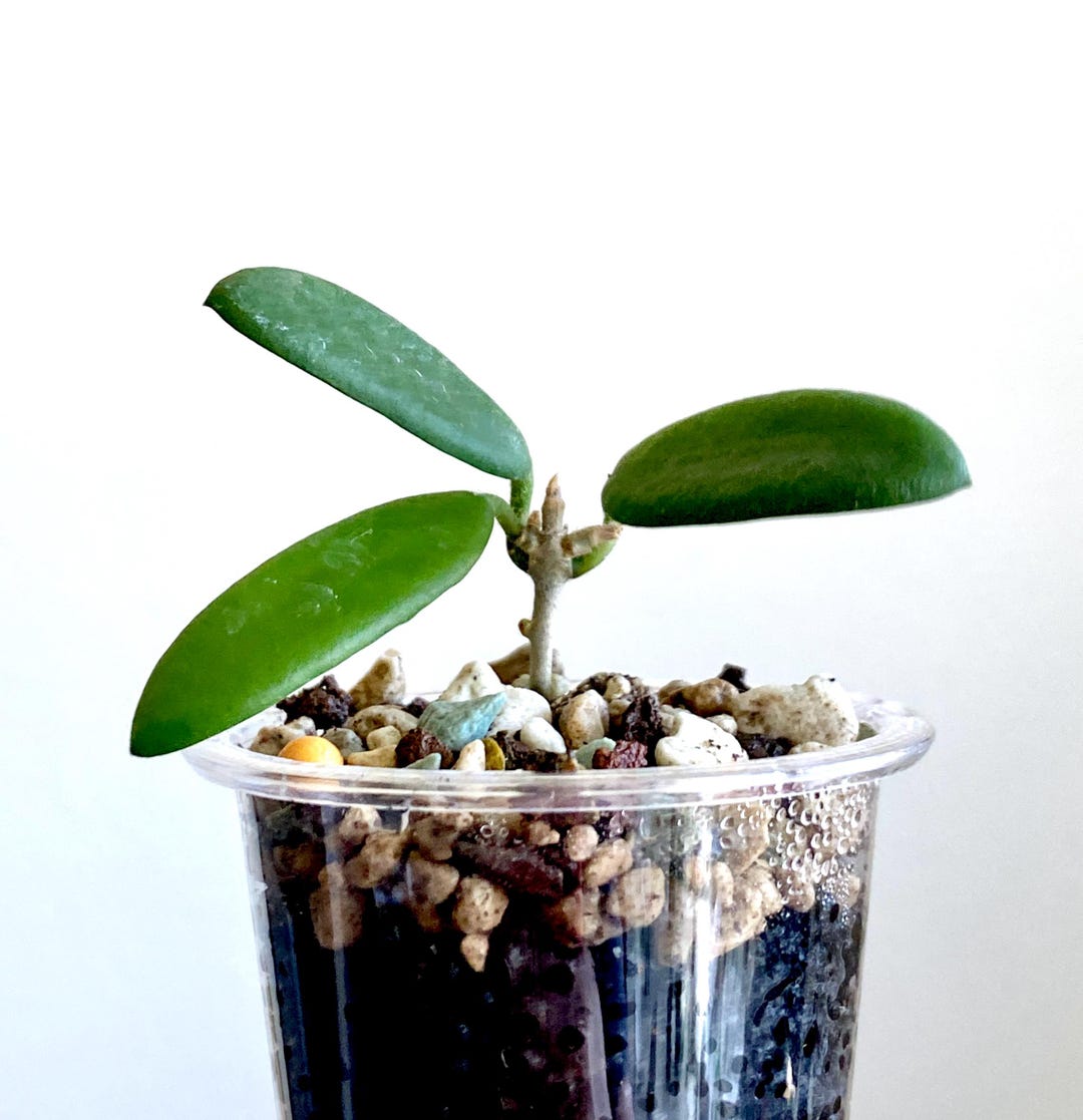 Hoya Lyi Lightly Rooted Cutting Small Leaf Hoya Collectors Item Hoya ...