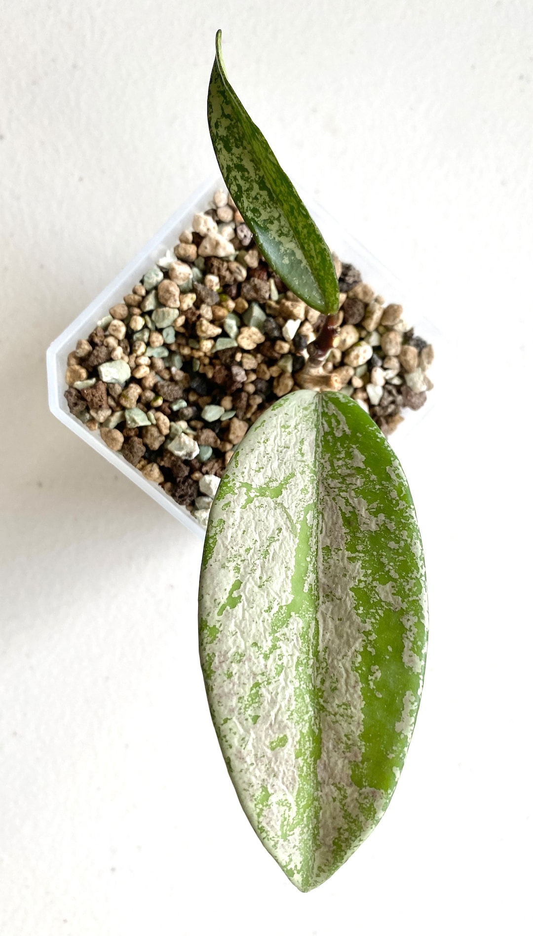 Hoya Pubicalyx Pink Silver Exact Plant Rare Silver Splash Hoya Fast Shipping Hoya Love ...