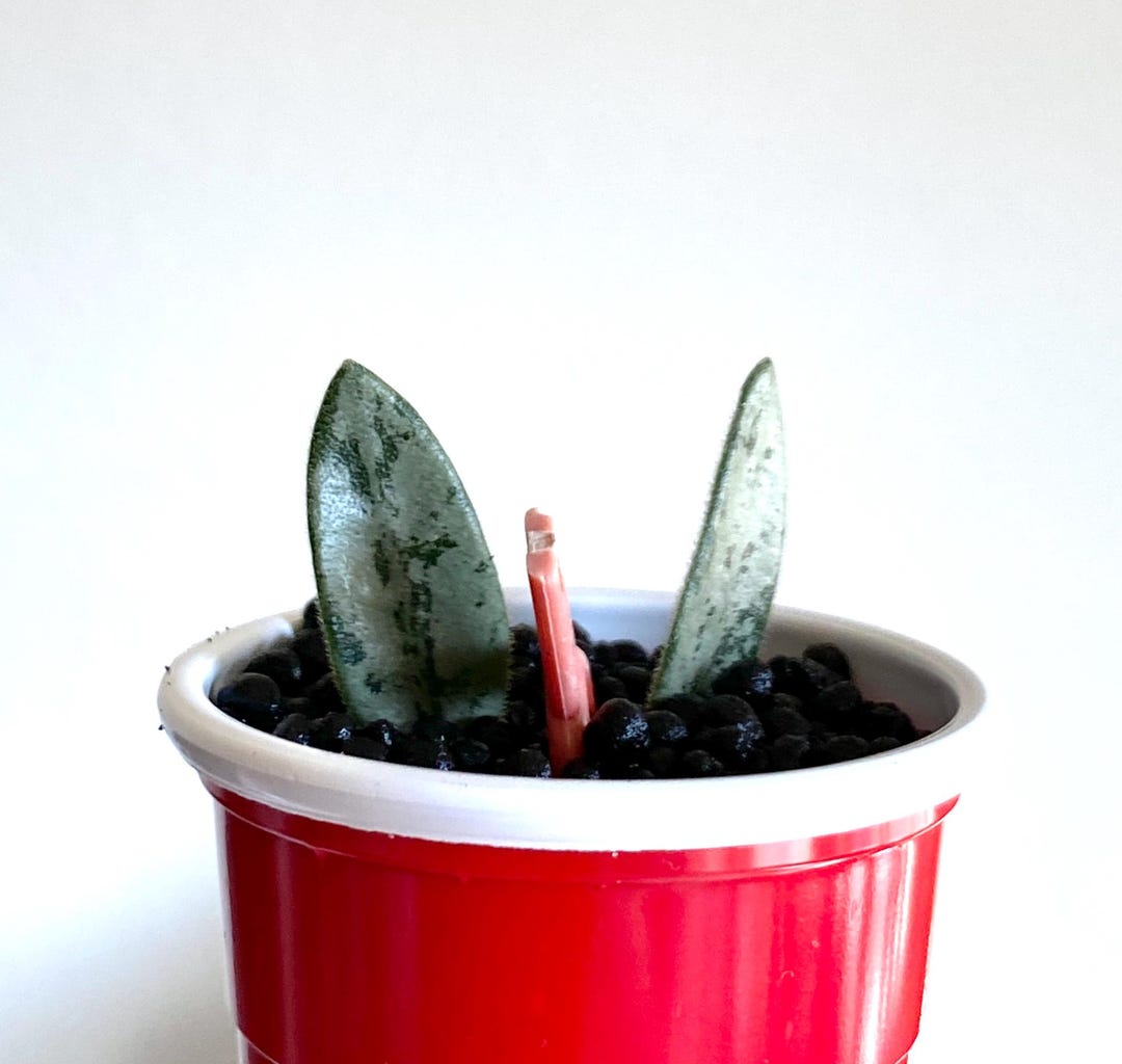 Hoya Lima Silver-splash Lightly Rooted Cutting Rare Hoyas Collectors ...