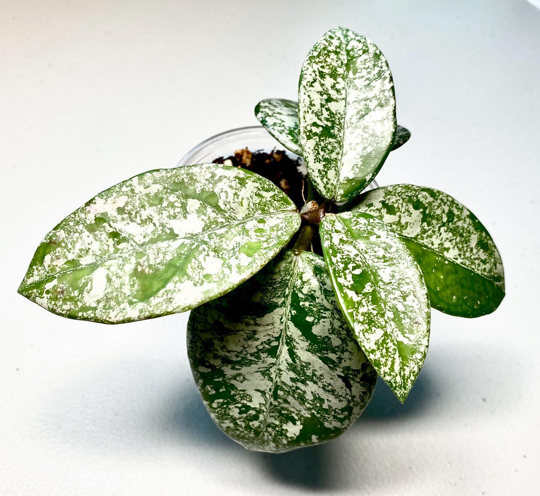 Rare Hoya Carnosa Stardust Silver Splash - Rooted Plant - Hoya ...