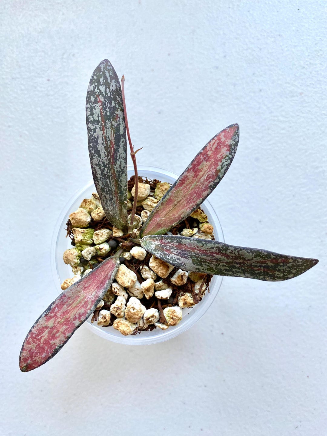 Hoya Sigillatis Inner Variegated Rooted Cutting Very Rare Hoya ...