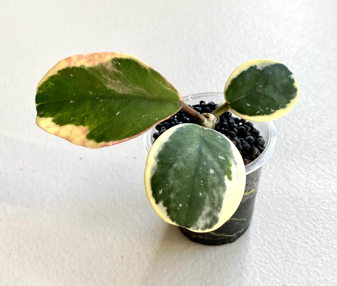 Hoya Obovata Albomarginata Rooted Plant Outer Variegated Collectors ...