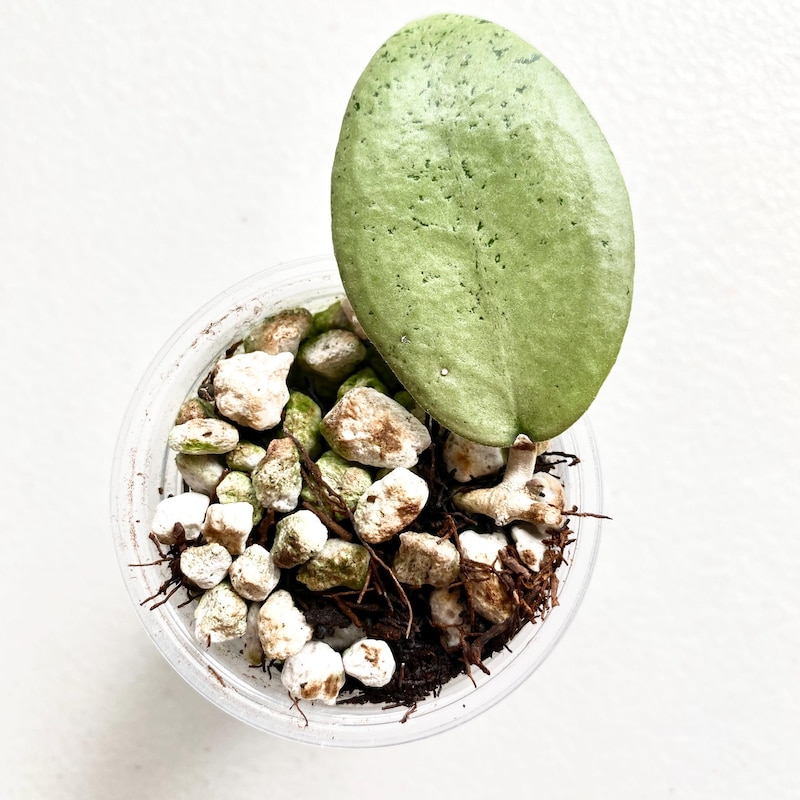 Rare Hoya Sp - Etsy