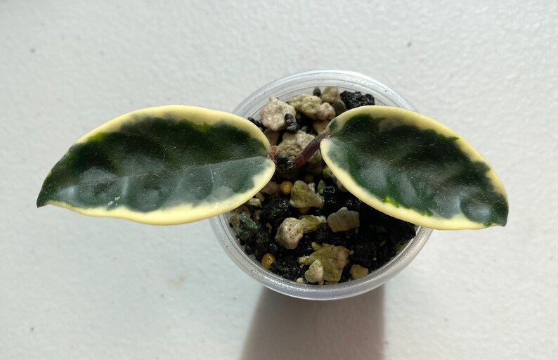 Hoya Suzy Q Very Rare Hoya Rooted Outer Variegated Hoya Albomarginata Pon Collectors Item Hoya ...