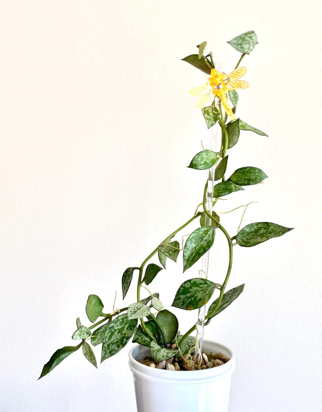 Hoya Lacunosa Leopard Skin Rooted Plant All Included Small Leaf Hoya ...