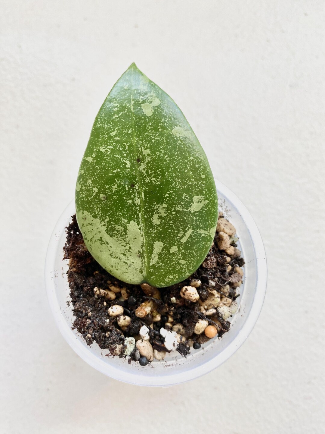 Hoya Thien Phuc Splash Lightly Rooted Cutting Rare Hoya Collectors Item ...