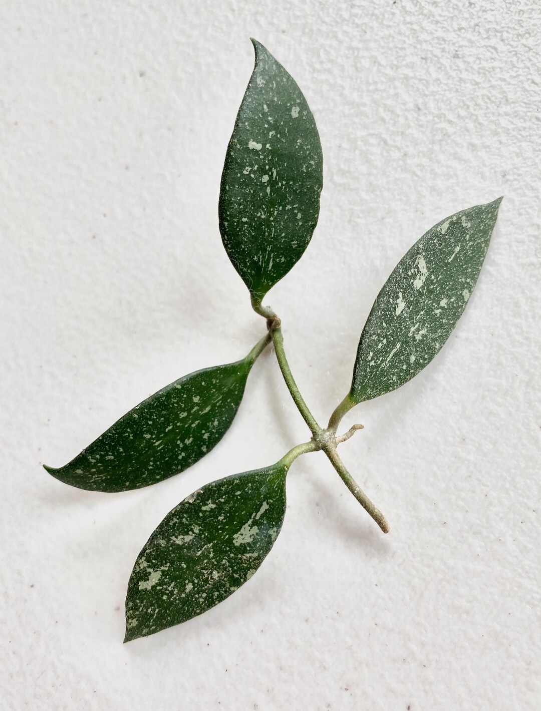 Hoya Rosita Seedling Splash - Unrooted Cuttings - Hoya Collector's Item ...