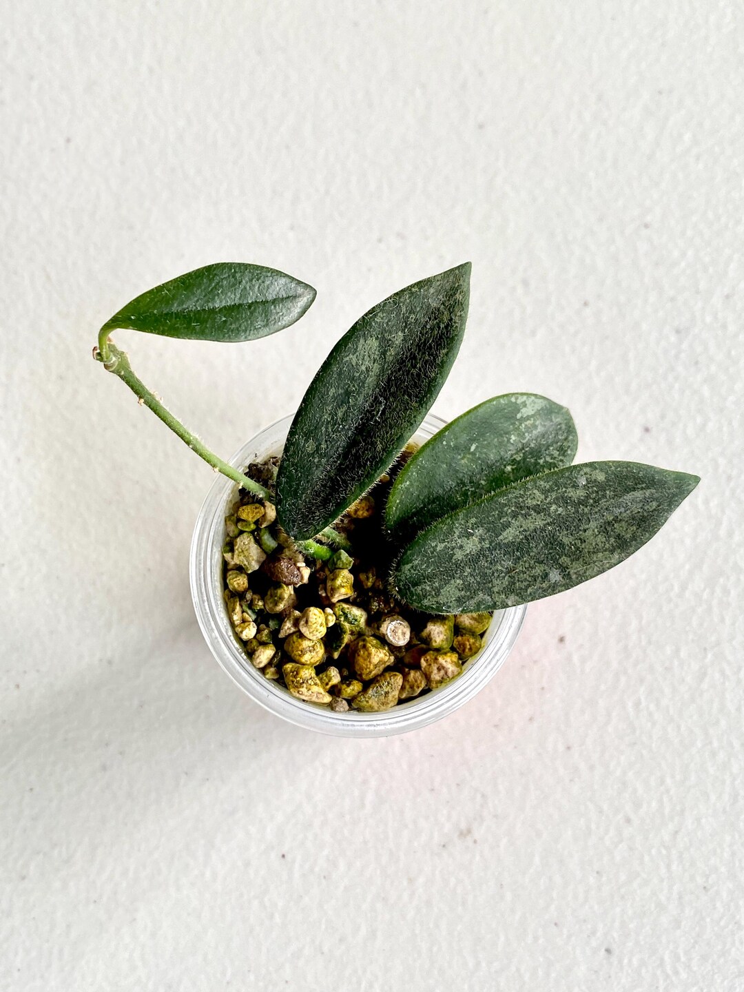 Hoya Thomsonii Splash White Flowers Rooted Fuzzy Leaf Hoya Collectors ...