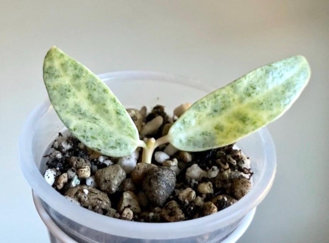 Hoya Lacunosa Winter Pandora Silver-marble Variegated - Lightly Rooted ...