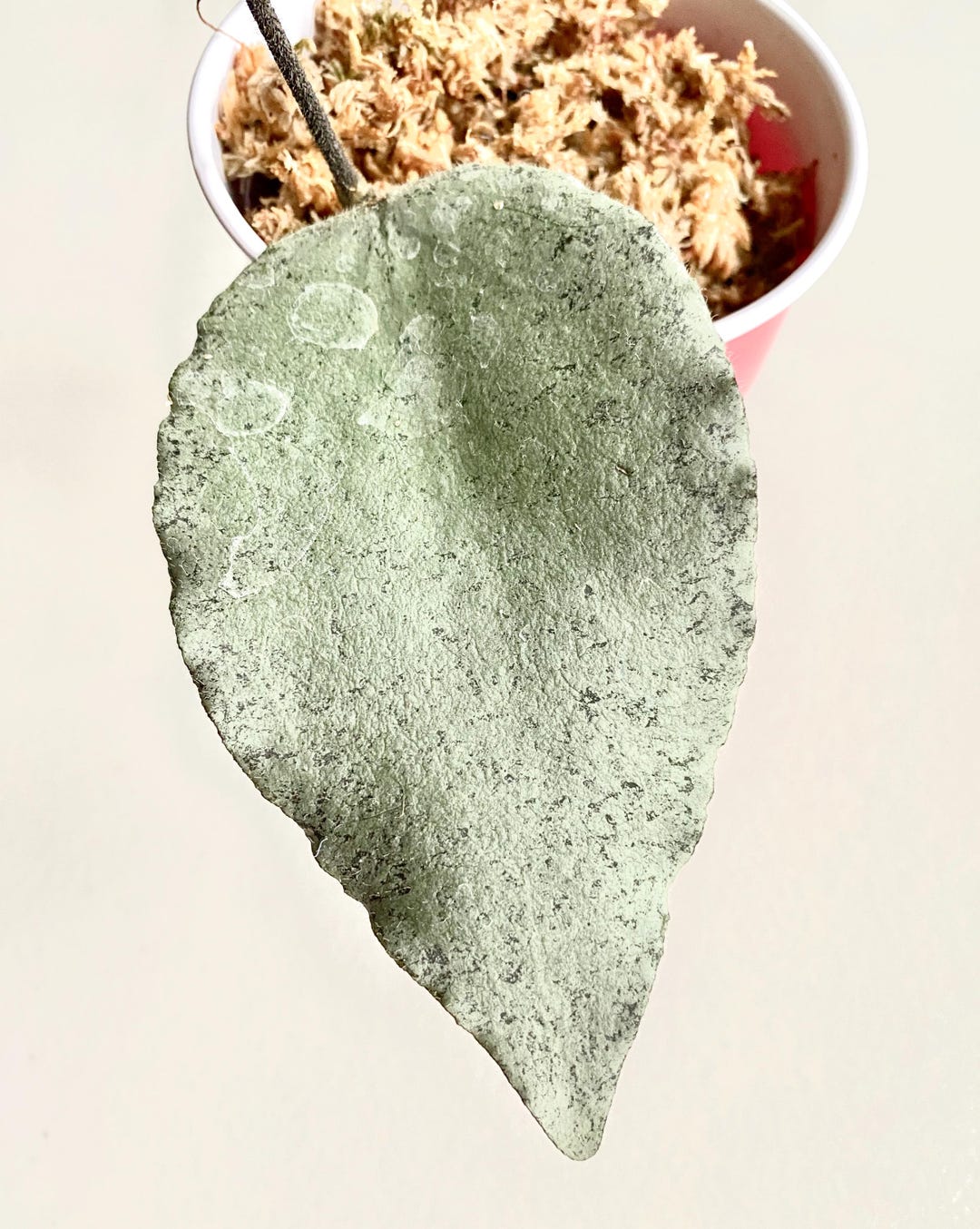 Hoya Caudata Argene Rooted Cutting Very Rare Unicorn Hoya Collector's ...