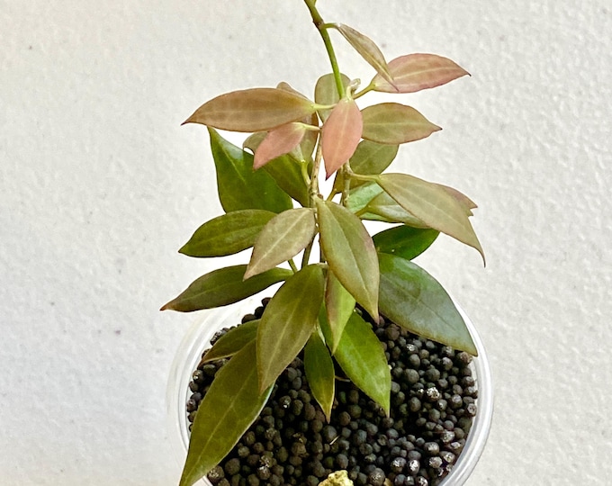 Hoya Microdwarf Rooted Plant Small Leaf Hoya Rare Hoya Collector's Item ...