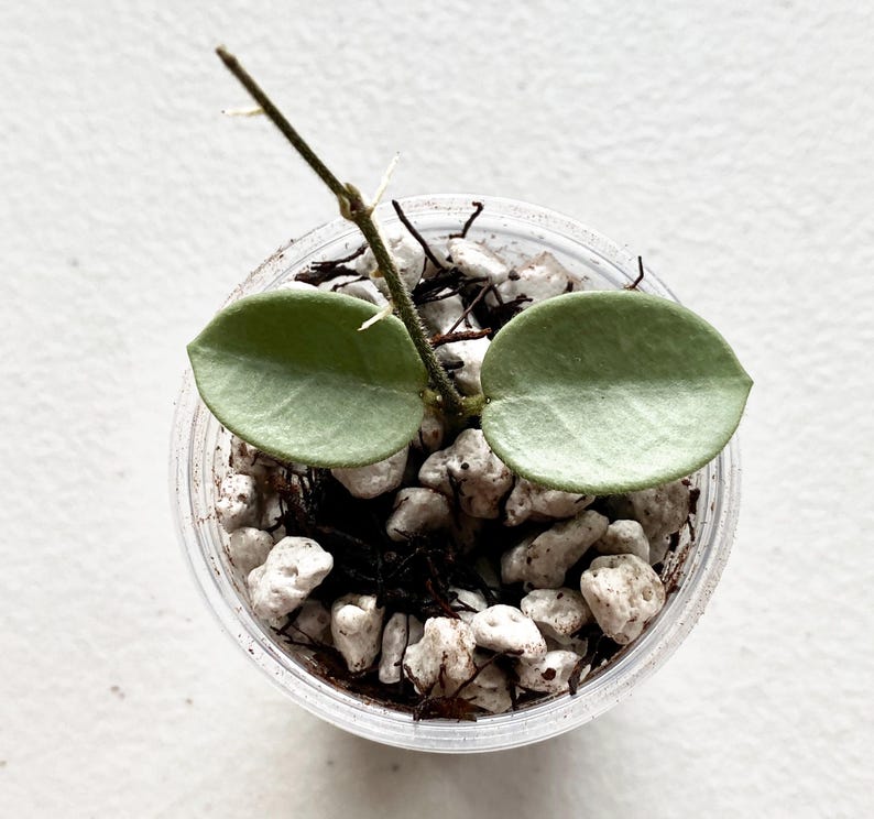 Hoya Mathilde Grey Fairy - Lightly Rooted Top Cutting - Collector's ...