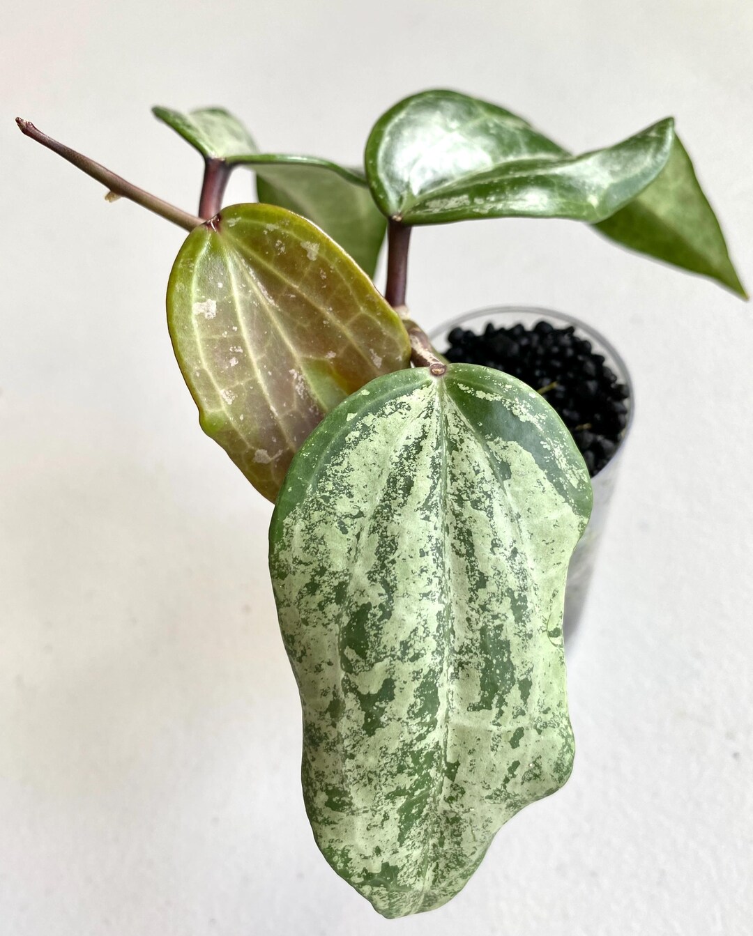 Hoya Latifolia Silver Indonesia Narrow Leaves Rooted Plant Rare Hoya ...