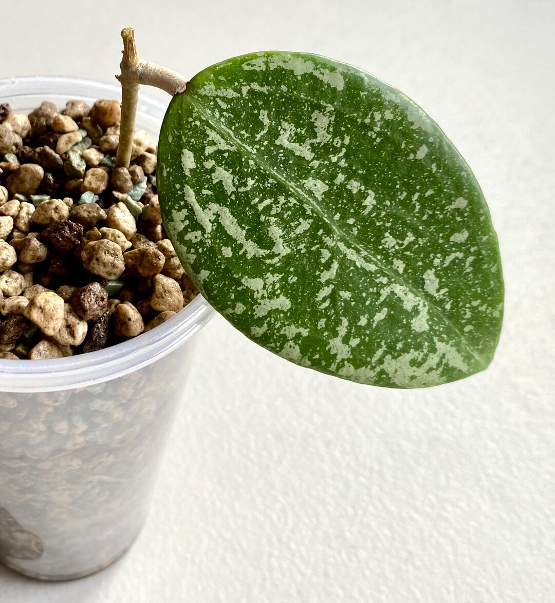 Hoya Verticillata KSB 08 Splash Rooted Cutting Rare Hoya Collector's ...