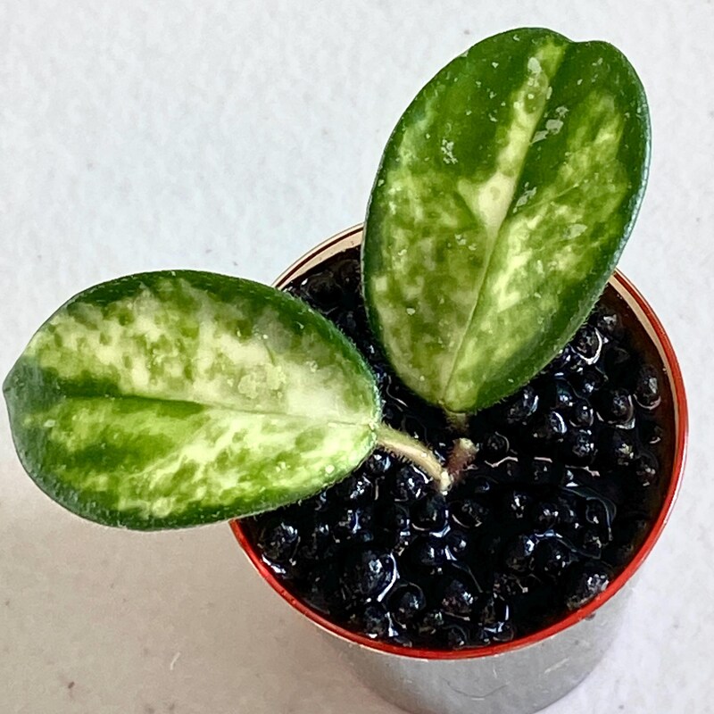 Hoya Mathilde - Etsy