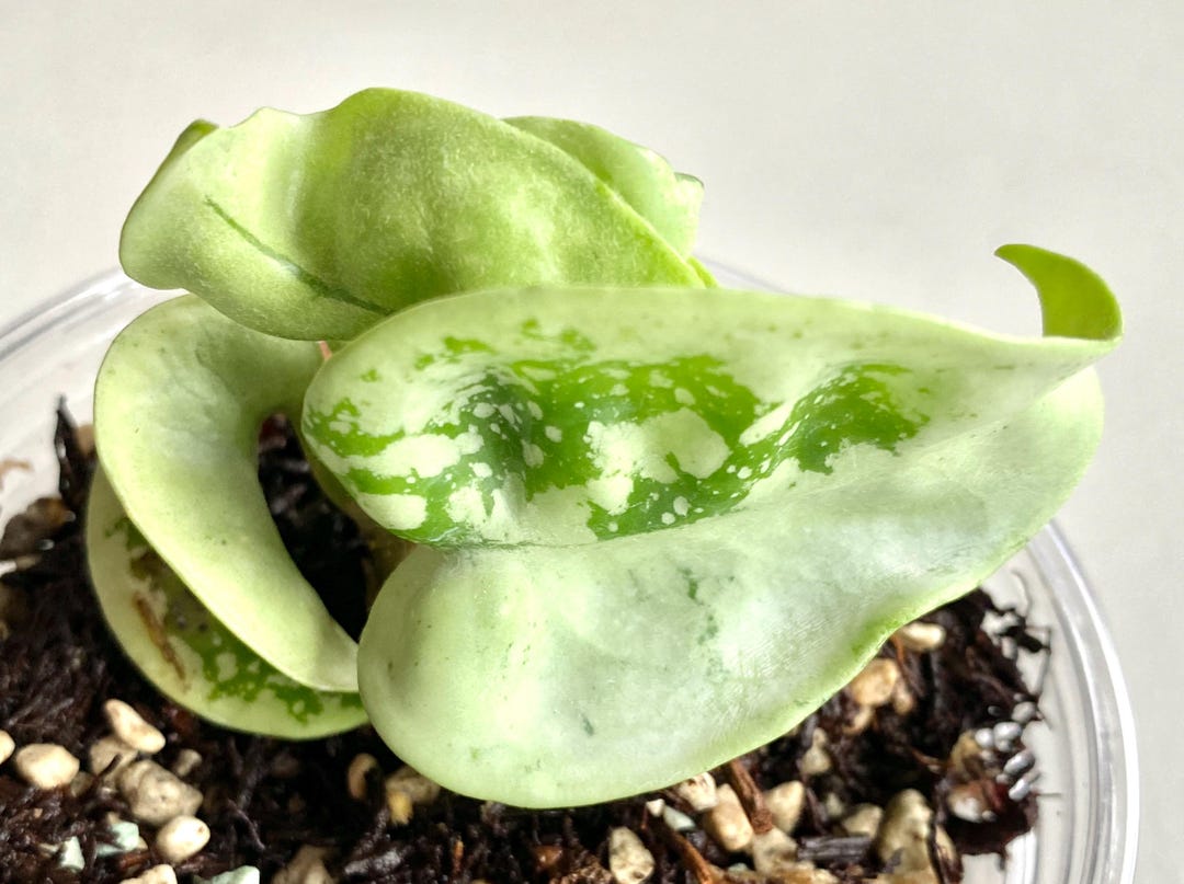 Hoya Compacta Silver Margin Rooted Cutting New Very Rare Unicorn Hoya ...