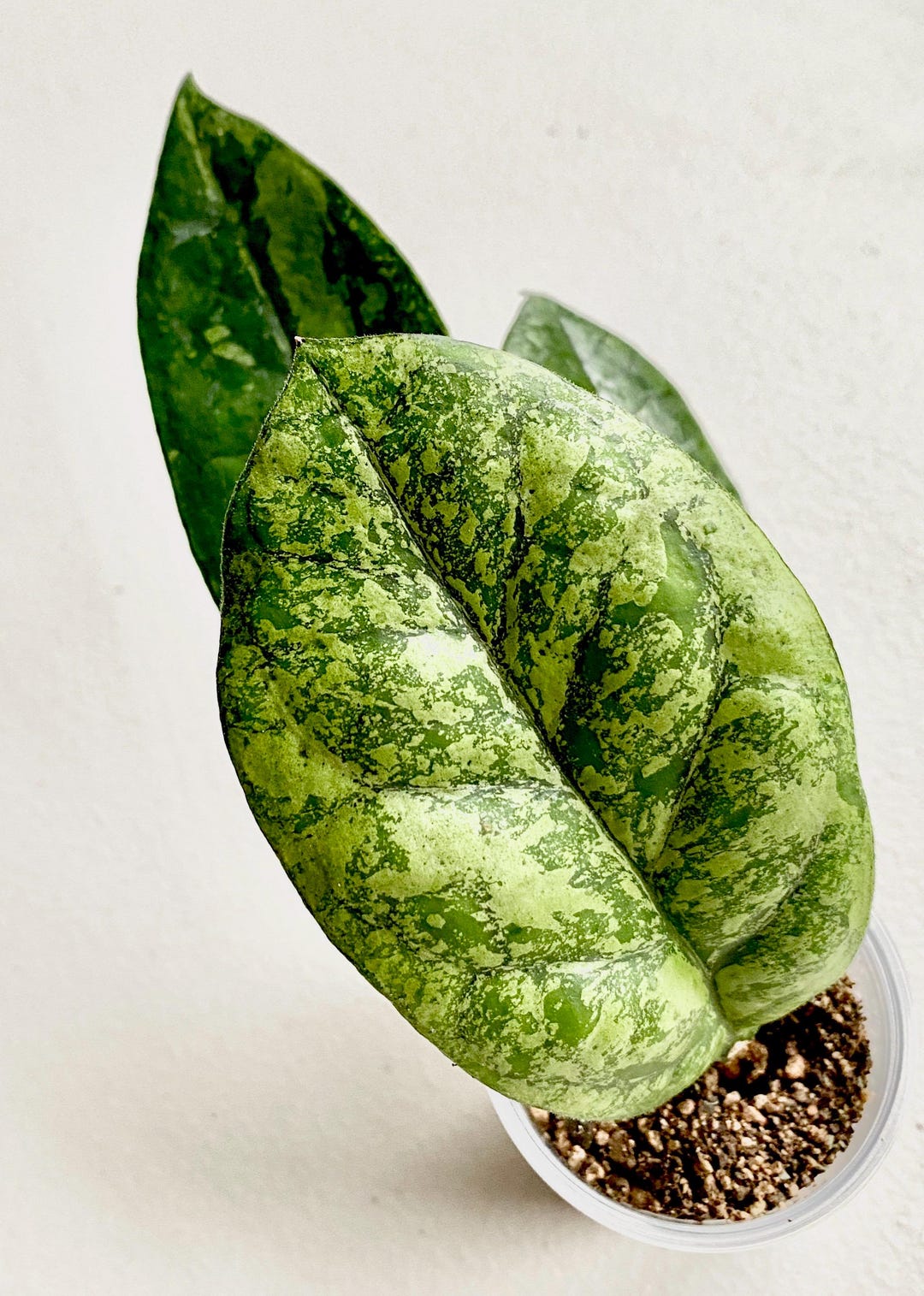 Hoya Blessing Super Splash - Lightly Rooted Cutting - Collector’s Item ...