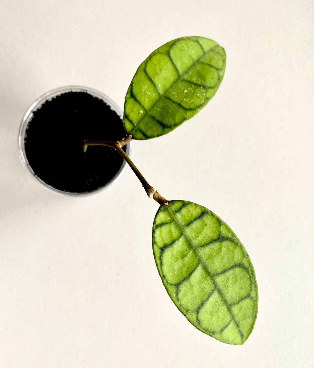 Hoya Callistophylla NOID - Lightly Rooted Cutting - Collector's Item - Etsy