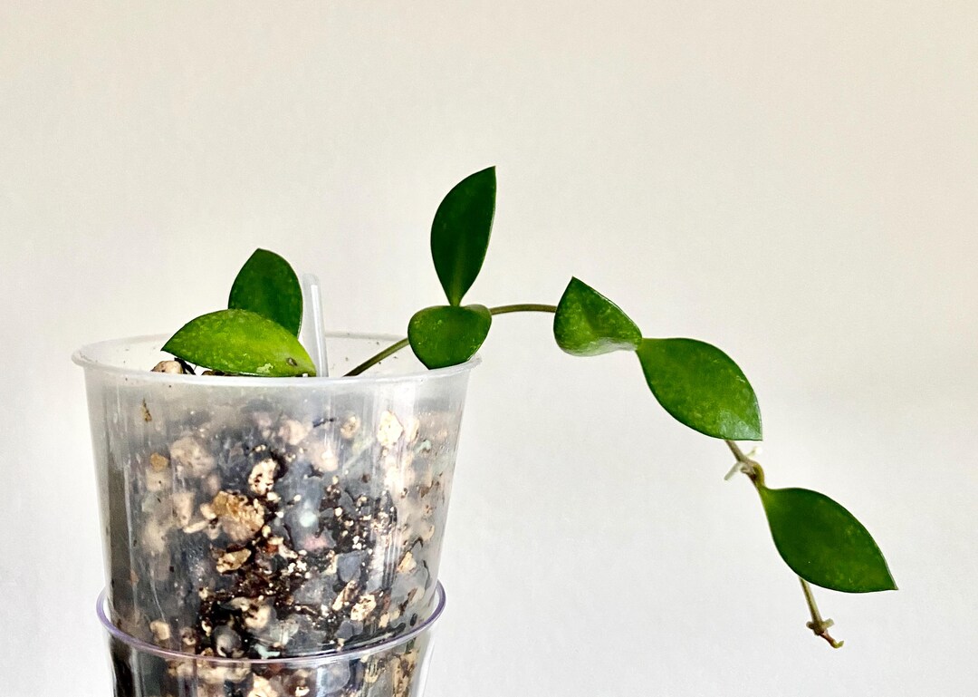 Hoya Picta pubera Lightly Rooted Cutting Small Leaf Hoya Rare Hoya ...