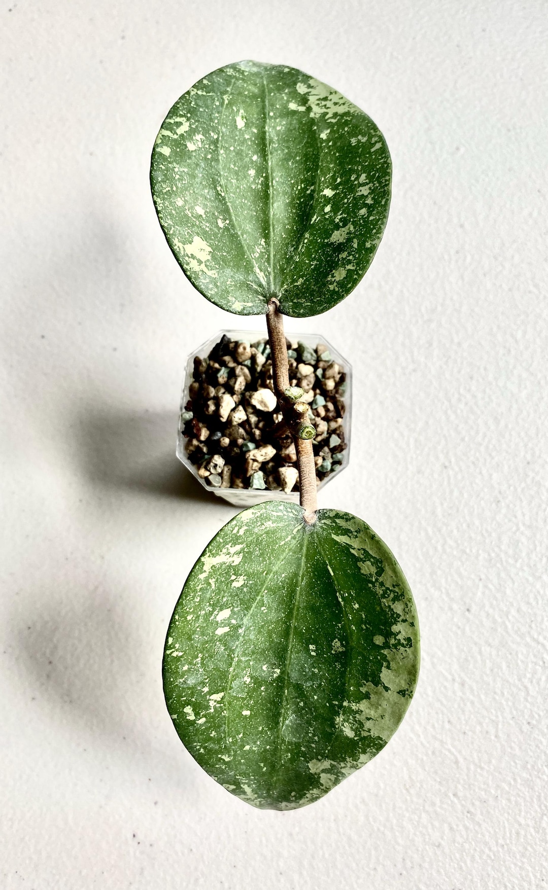 Hoya Glabra Silver Splash Rooted Very Rare New Unicorn Hoya Collector's ...