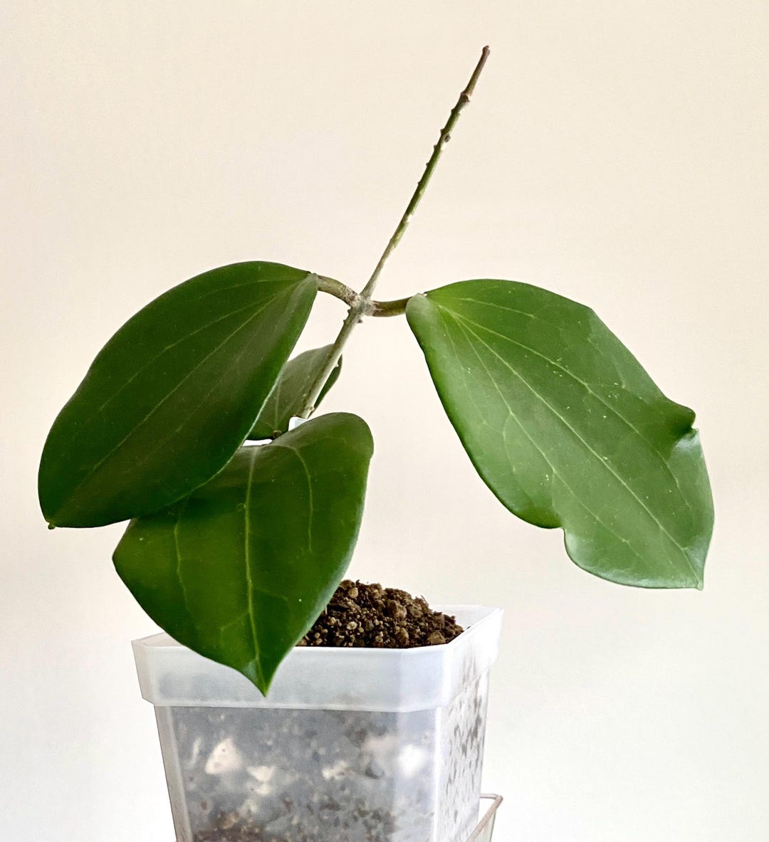 Hoya NOID (unknown) Seedling - Lightly Rooted Cutting - Collector’s Item - Etsy