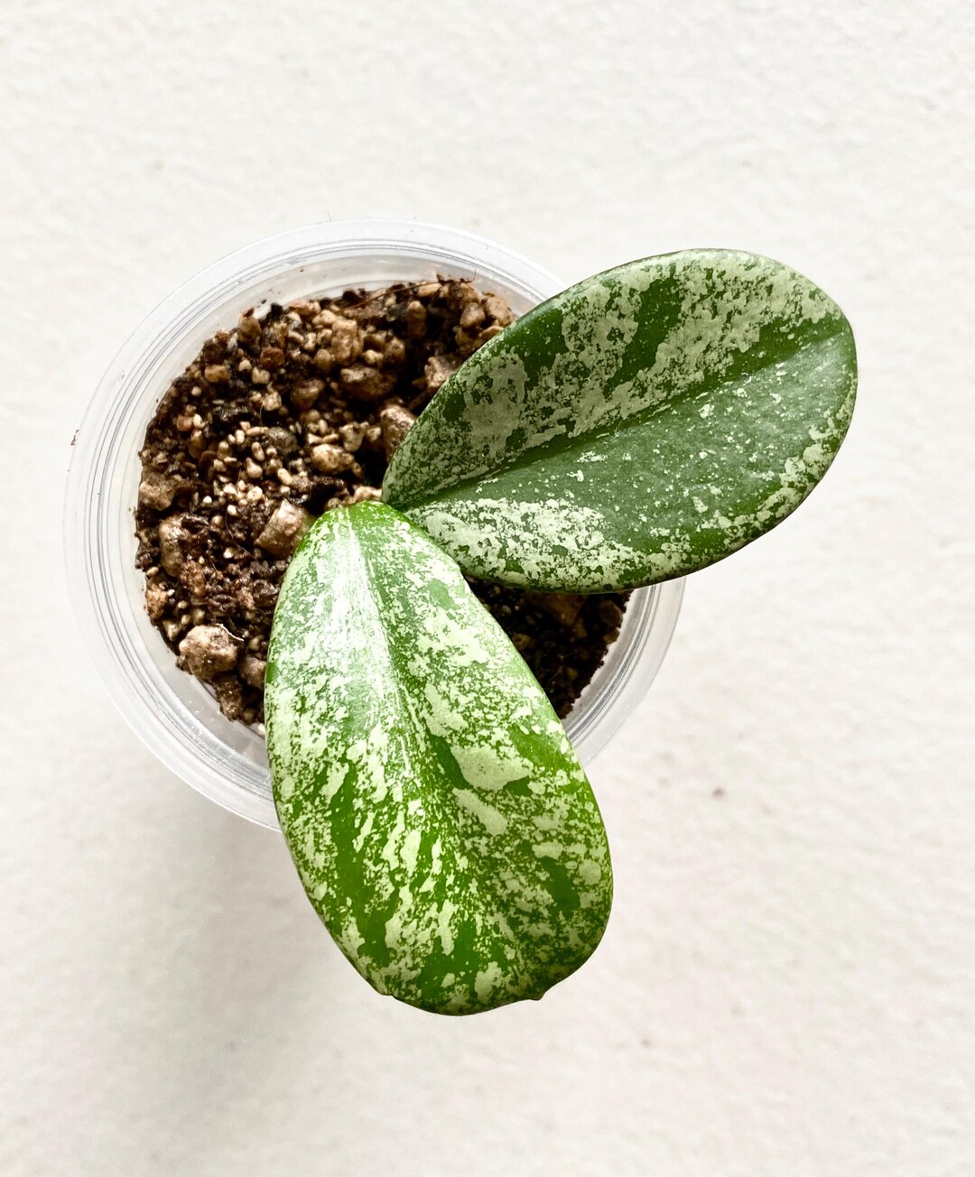 Rare Hoya Pubicalyx X Obovata Silver Splash Hybrid - Lightly Rooted ...