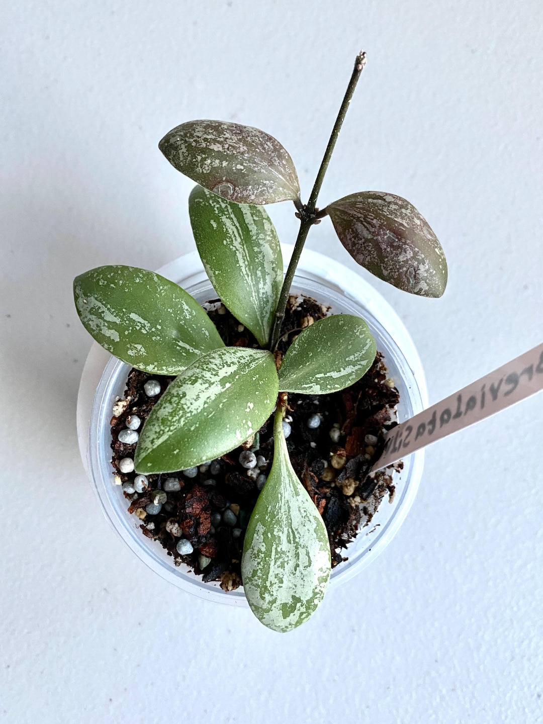 Hoya Brevialata Silver Rooted Cutting Rare Small Leaf Hoya Hobby Gifts ...