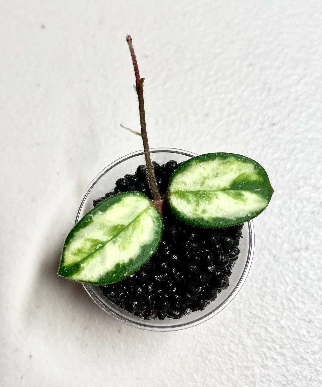 Hoya Mathilde Variegated Unrooted Top Cutting in Fluval Startum ...