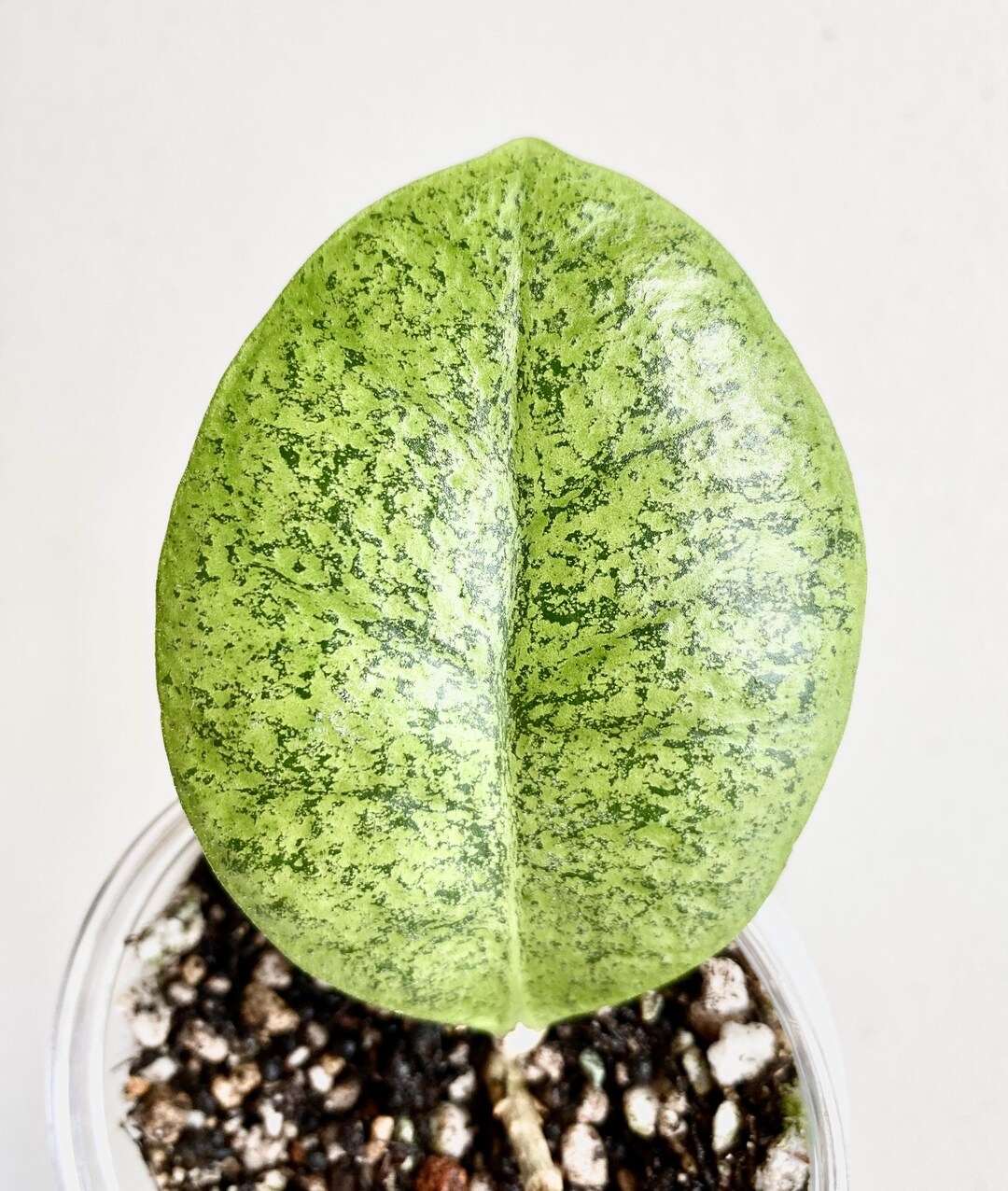 Hoya Sp. Kapuas Hulu Borneo Silver Lightly Rooted Cutting Rare Hoya ...