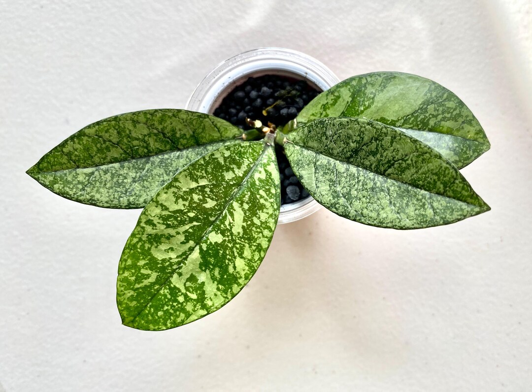 Hoya Crassipetiolata Splash Round Form Lightly Rooted Very Rare Hoya ...