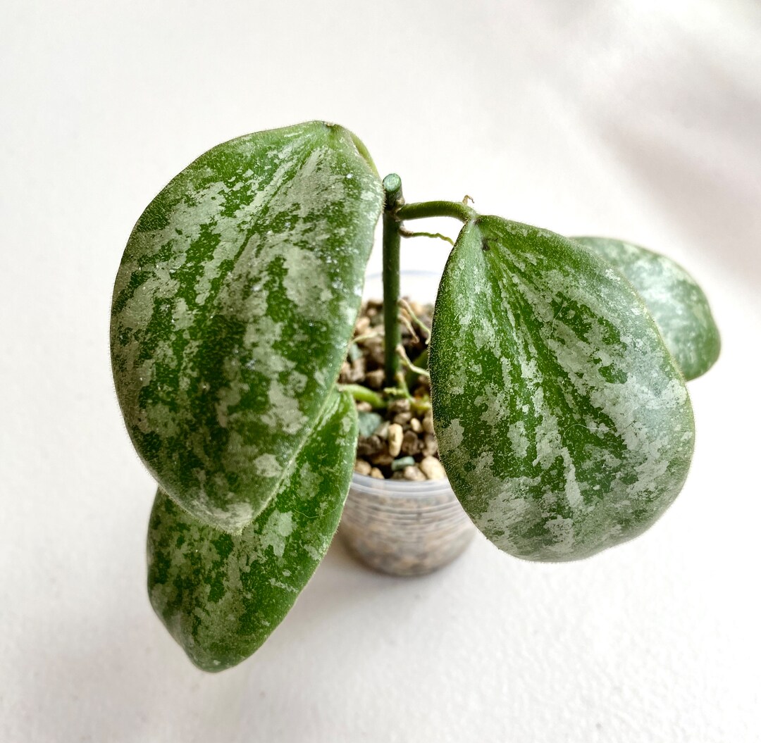 Hoya Collina NOID Splash Rooted Plant Rare Splashy Hoya Collectors Item ...