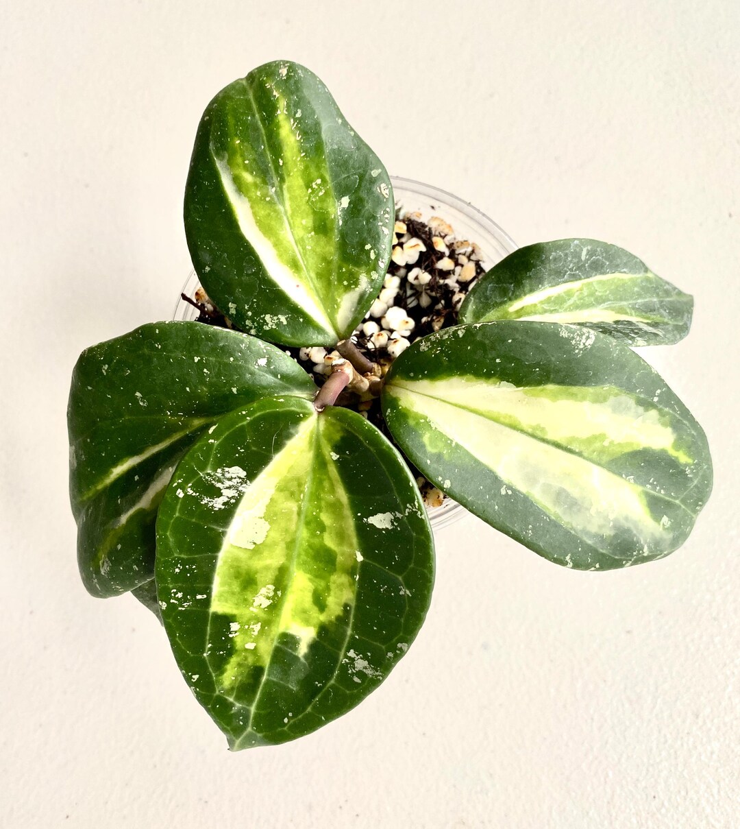 Hoya Latifolia Inner Variegated Round Leaf Indonesia - Lightly Rooted ...