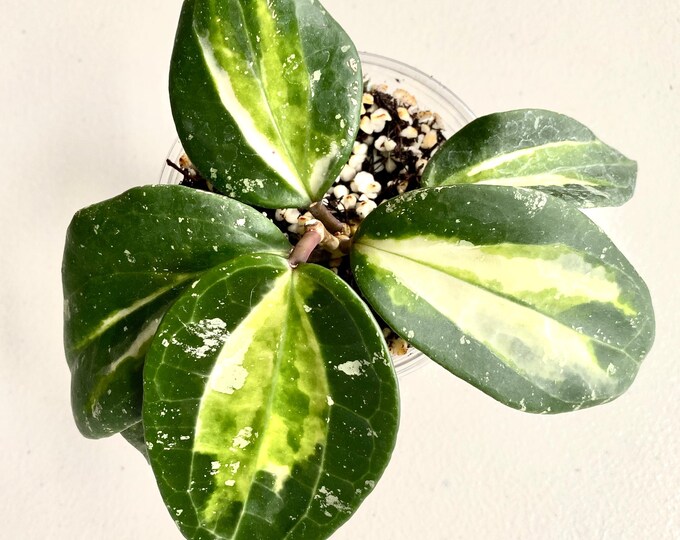 Hoya Latifolia Inner Variegated Round Leaf Indonesia - Lightly Rooted ...