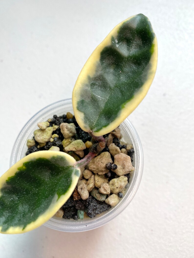 Hoya Suzy Q Very Rare Hoya Rooted Outer Variegated Hoya Albomarginata Pon Collectors Item Hoya ...