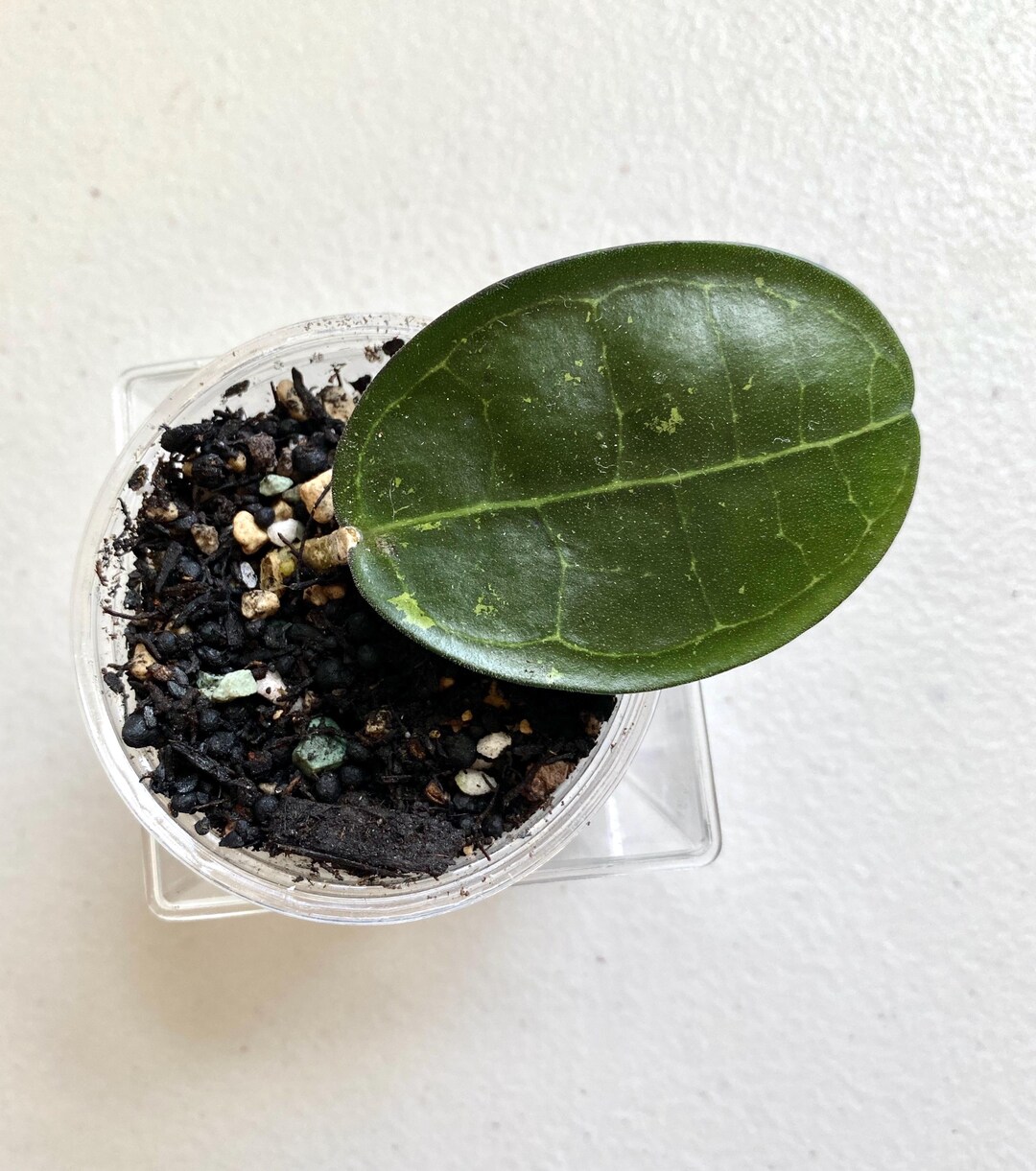 Hoya Elliptica Round Leaf Sp Kalimantan - Lightly Rooted Cutting - Very ...