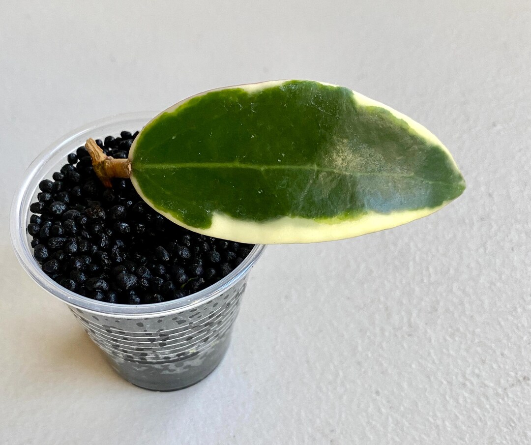 Hoya Verticillata Yangzhi Albomarginata Lightly Rooted Cutting Rare ...