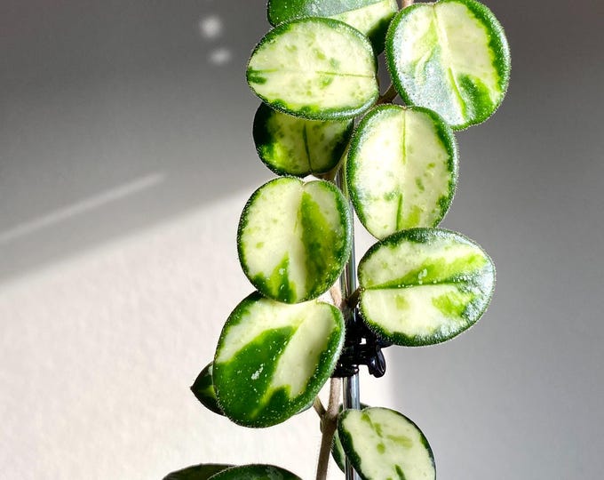 Hoya Mathilde Variegated - Fresh One Node Two Leaf Cutting - Unrooted ...